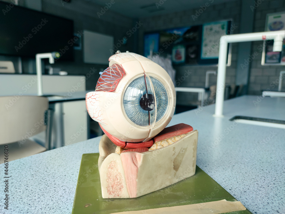 Foto de Plastic model of a human eye , used in biology class do Stock ...