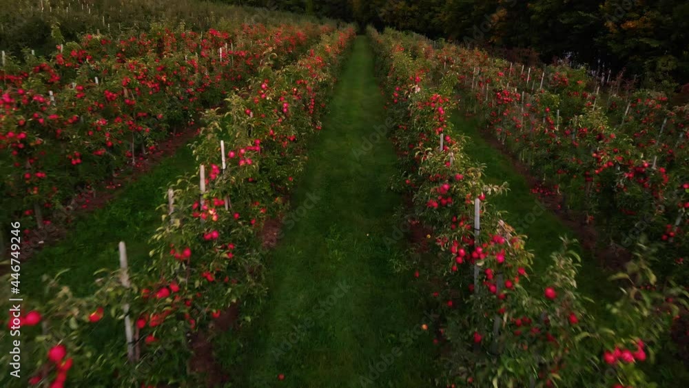 early sunrise flight over ripe apples planted in rows on an apple ...