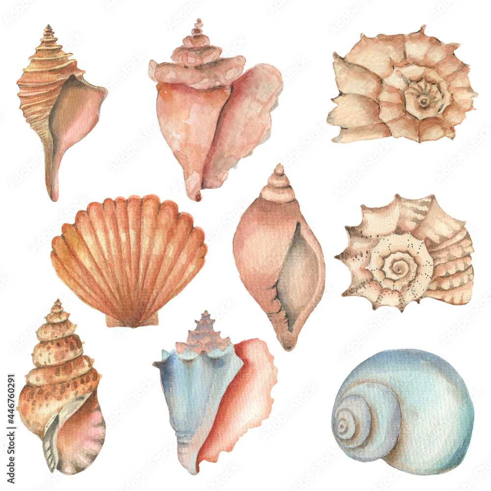Watercolor shell set Stock Illustration | Adobe Stock