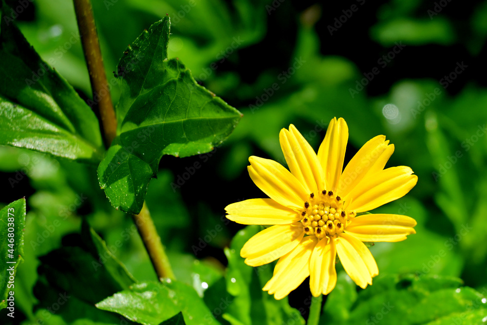 wedelia flower. Wedelia is a type of wild plant that lives in tropical ...