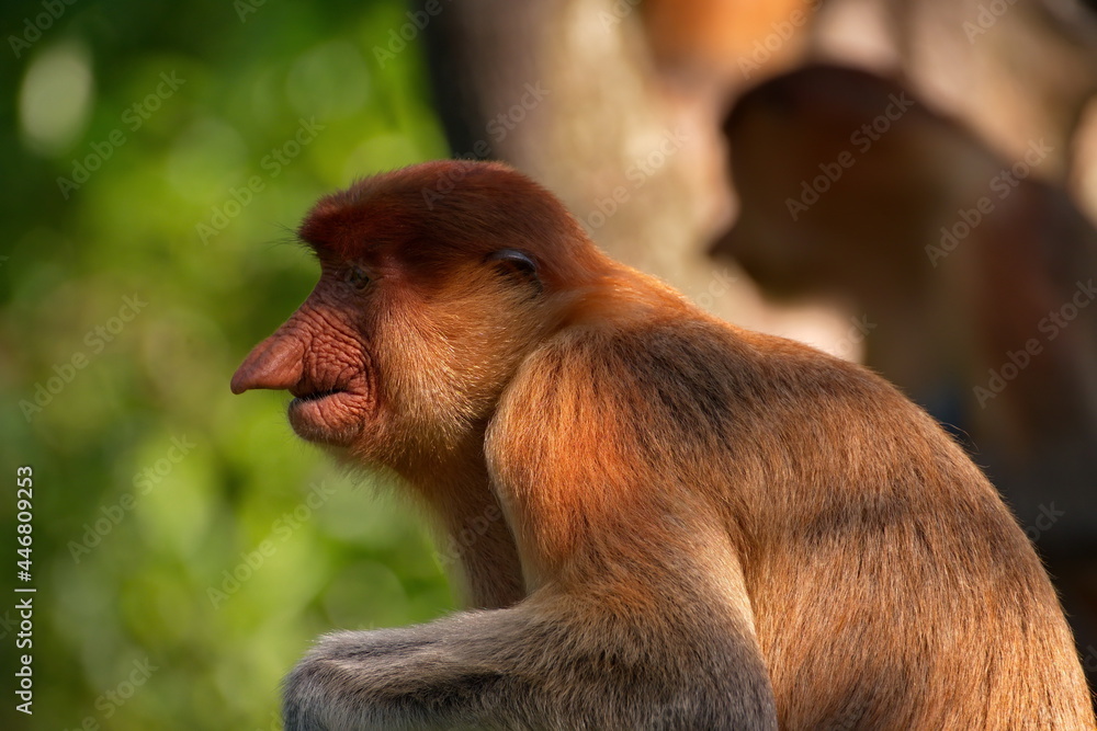 Malaysia. The long-nosed monkey or kahau — a species of primates from ...