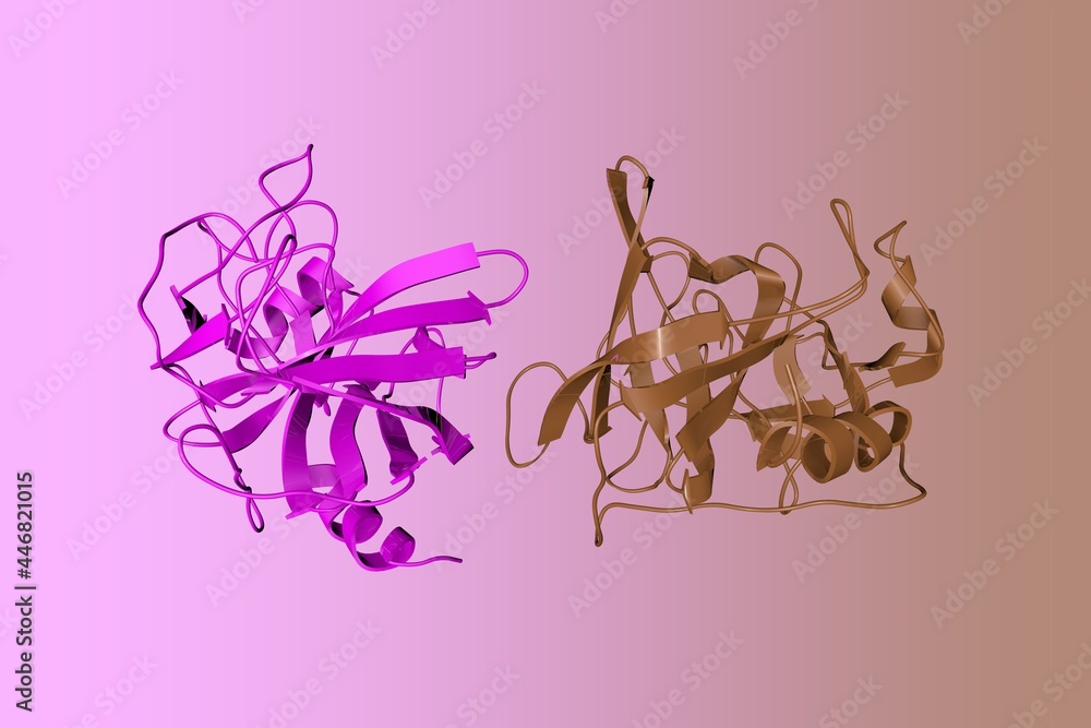 Human granzyme B, a protein that is found in the granules of natural ...