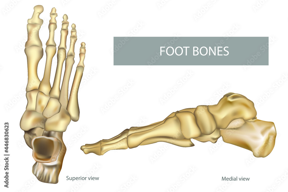 Anatomy Bones of the Feet. Orthotics for foot Superior view and Medial ...