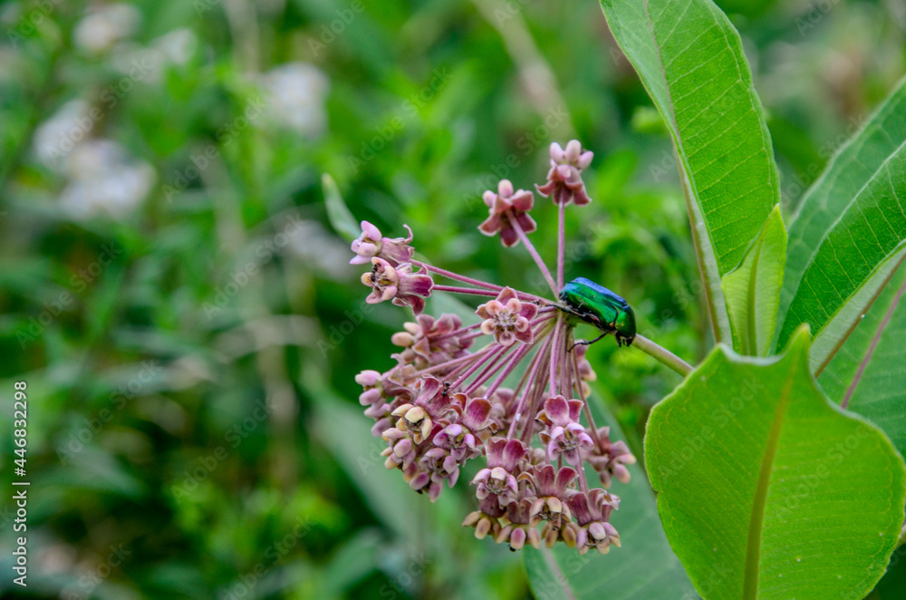Common Milkweed (Asclepias syriaca).Asclepias syriaca - Milkweed ...