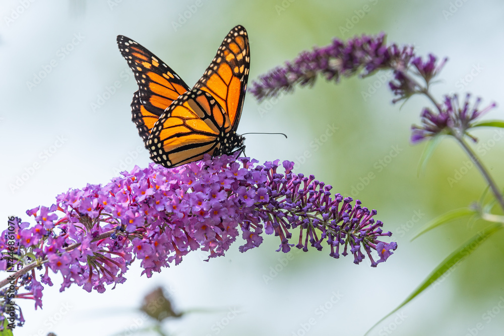 Monarch Butterfly On Purple Flower