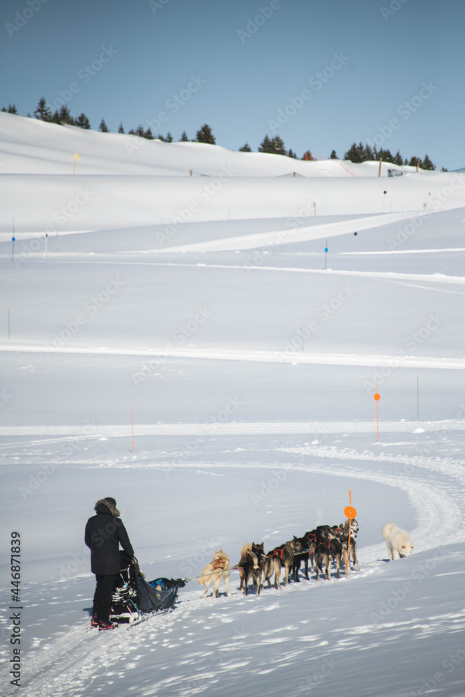 Sled dogs pull a sleigh with a man through the snow up a hill Stock ...