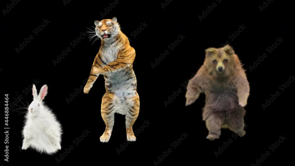 rabbit Tiger bear Dancing CG fur. 3d rendering, animal realistic CGI ...