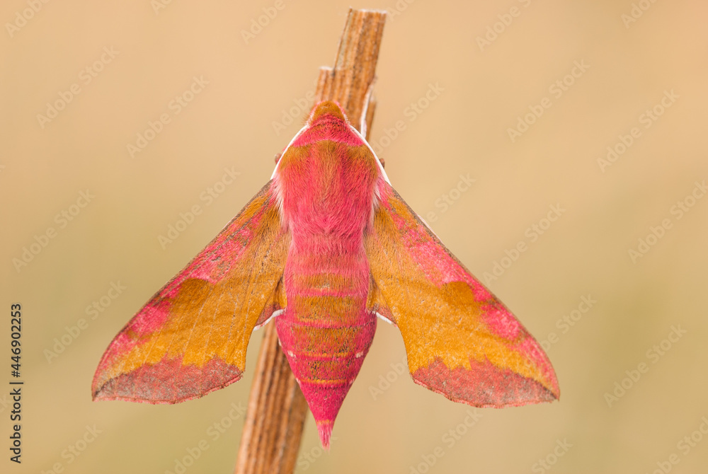 Tradotto dall'inglese-Deilephila porcellus, la piccola falena-elefante ...