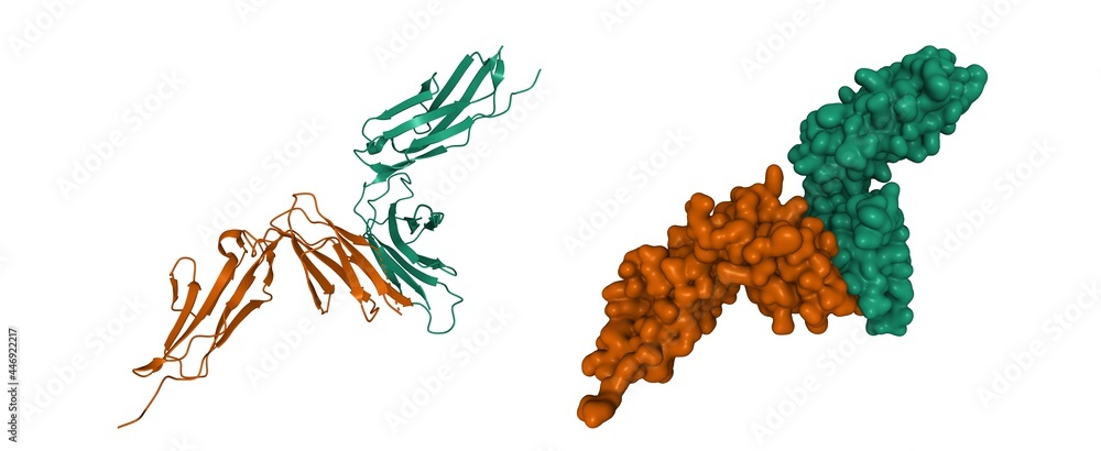 Crystal structure of human platelet glycoprotein VI (GPVI), 3D cartoon ...