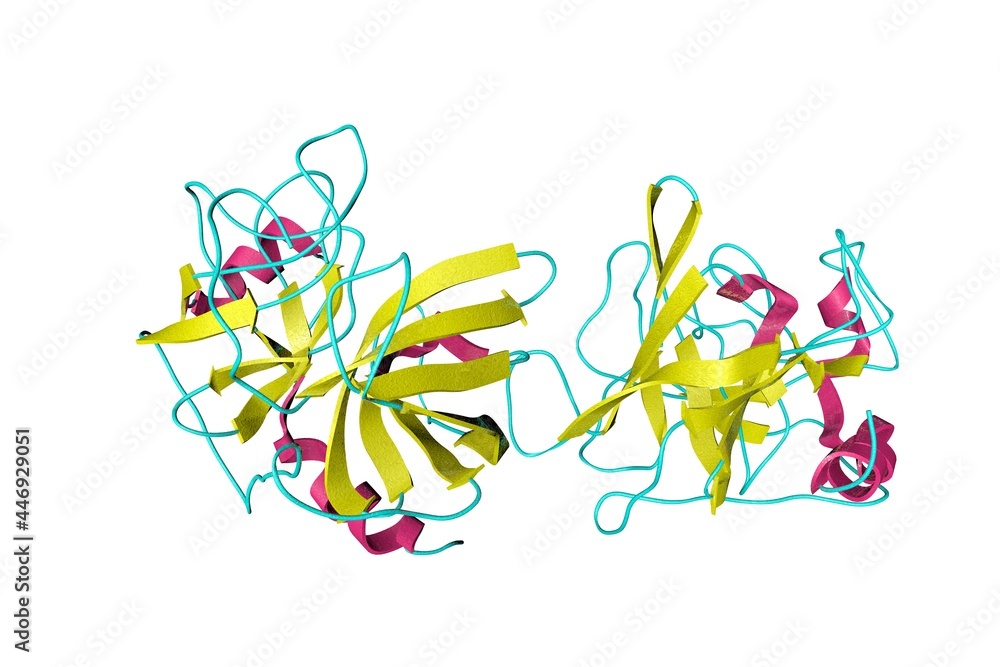Crystal structure of human granzyme B that is found in the granules of ...