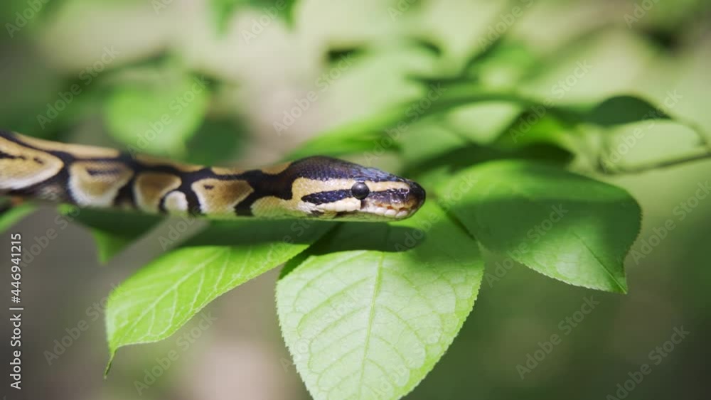 Calm snake among the green leaves of the trees. Wildlife, dangerous ...