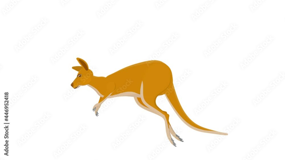 Kangaroo. Animation of the kangaroo animal, the alpha channel is ...