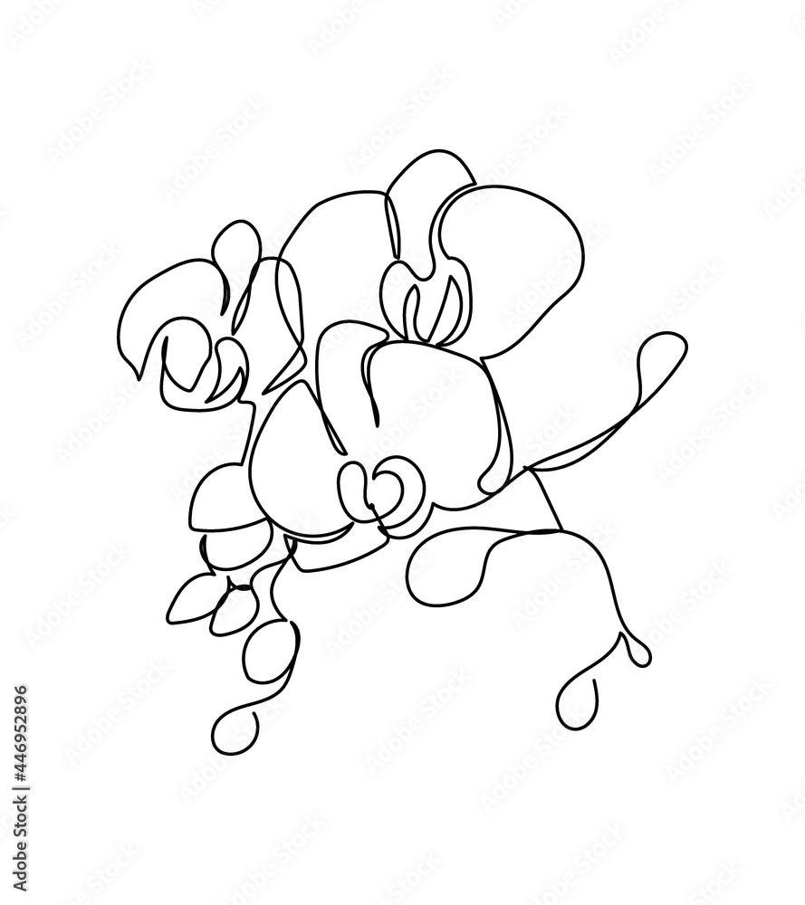 Orchid Phalaenopsis Drawing