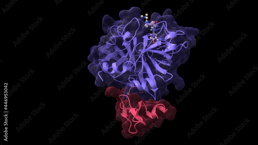 Structure of factor Xa in complex with 7-fluoroindazole, animated 3D ...