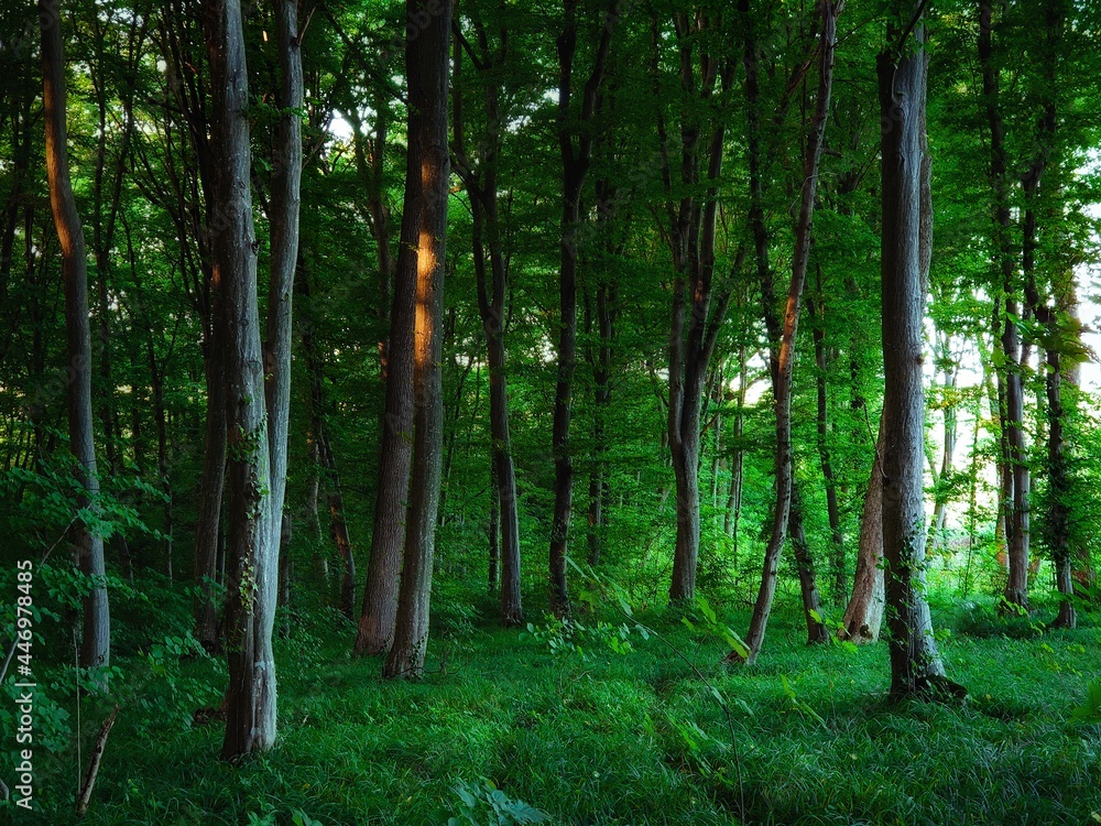 Morning in the green deciduous forest. Maple, beech and oak trees ...