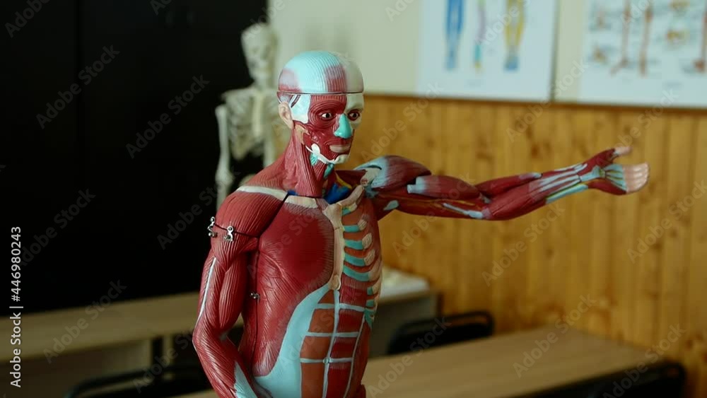 Vidéo Stock Human anatomy model, biology lesson, education, medicine ...