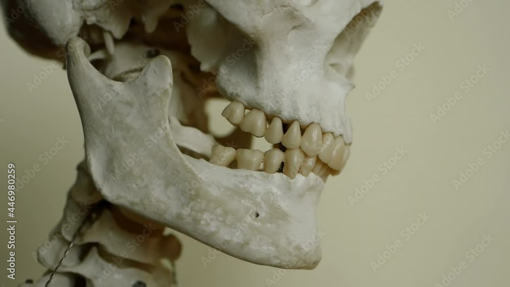 An educational model of the human skeleton demonstrated in a science ...