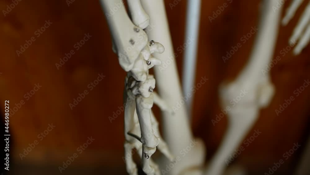 Vidéo Stock An educational model of the human skeleton demonstrated in ...