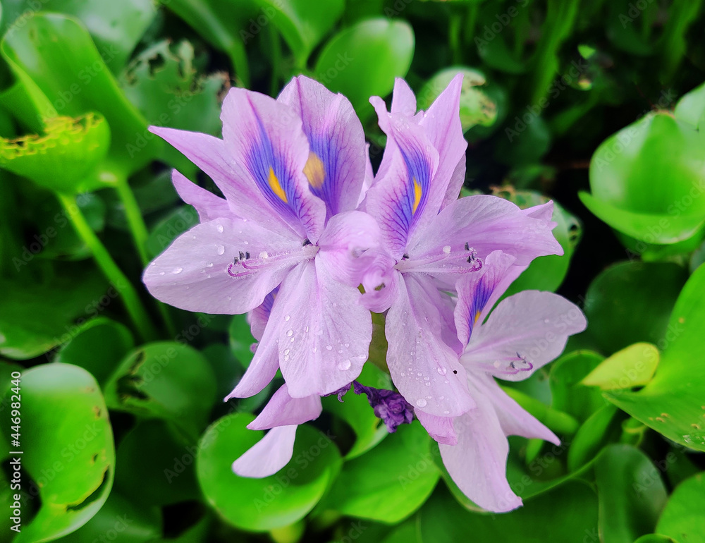 Foto de Common water hyacinth, Pontederia crassipes, commonly known as ...