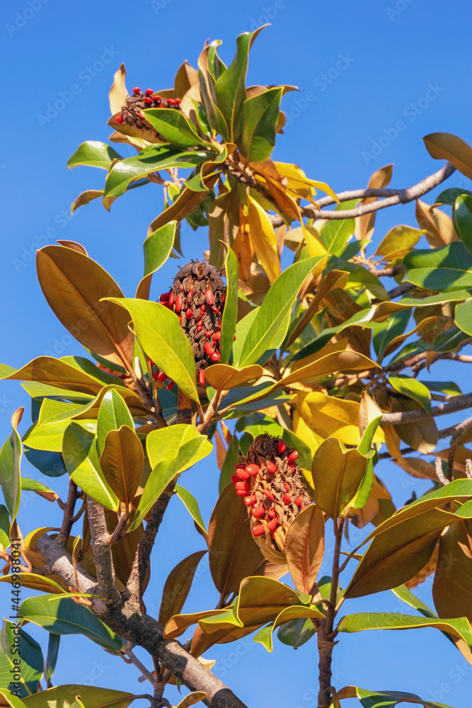 Autumn. Branches of magnolia tree ( Magnolia grandiflora ) with leaves ...