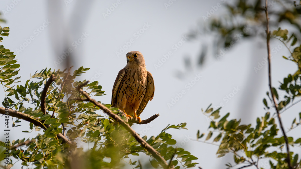 bird, natur, tier, wild lebende tiere, falco, adler, greifvogel ...