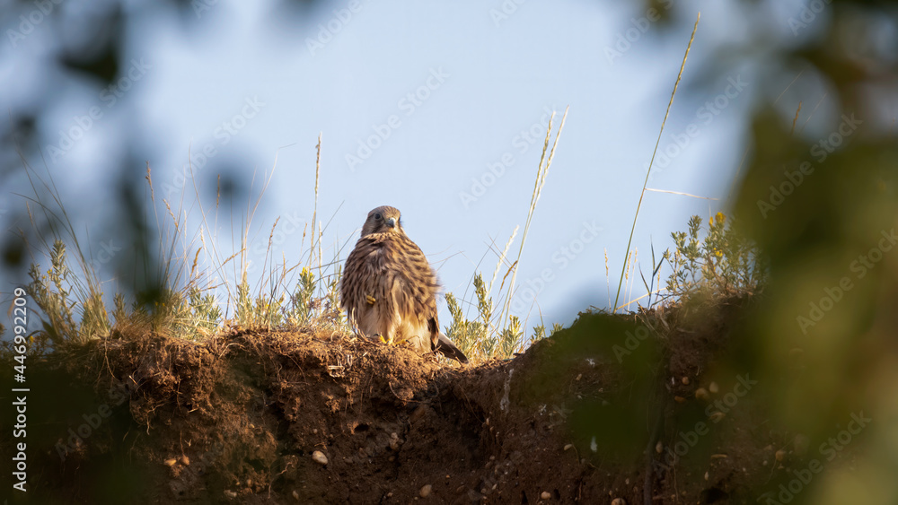 bird, natur, tier, wild lebende tiere, falco, adler, greifvogel ...