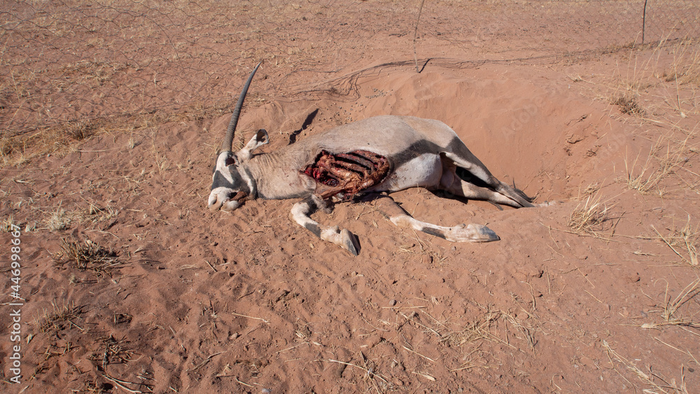Carcass of an oryx or gemsbok in the Namibian desert. It looks like the ...