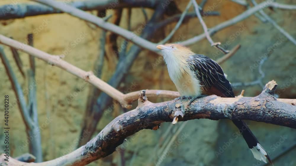 Exotic tropical bird Guira Cuckoo (Guira guira) with fluffy white and ...