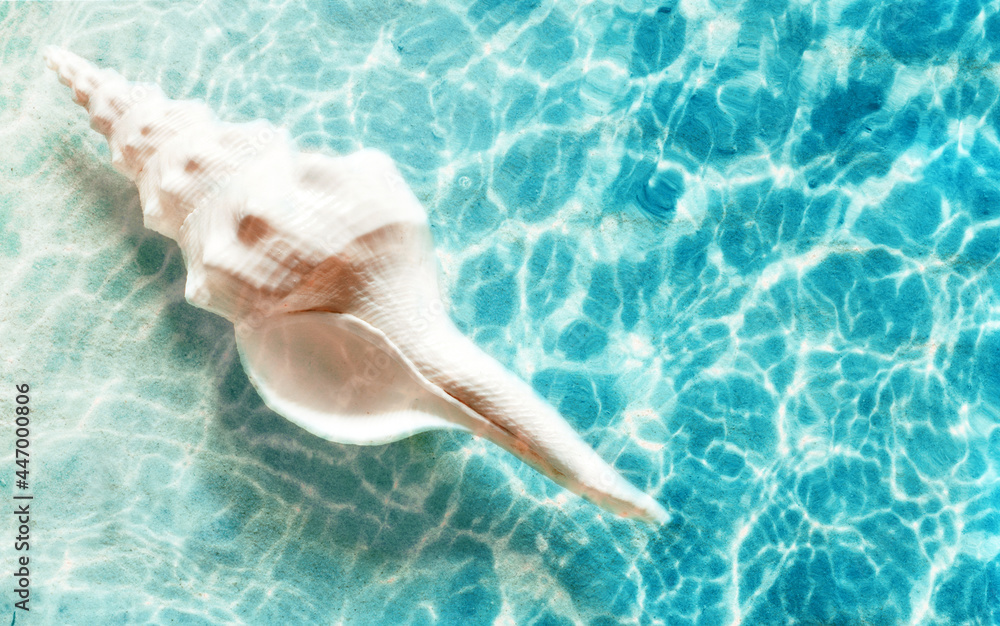 Seashell on the summer beach in sea water. Summer background. Summer ...