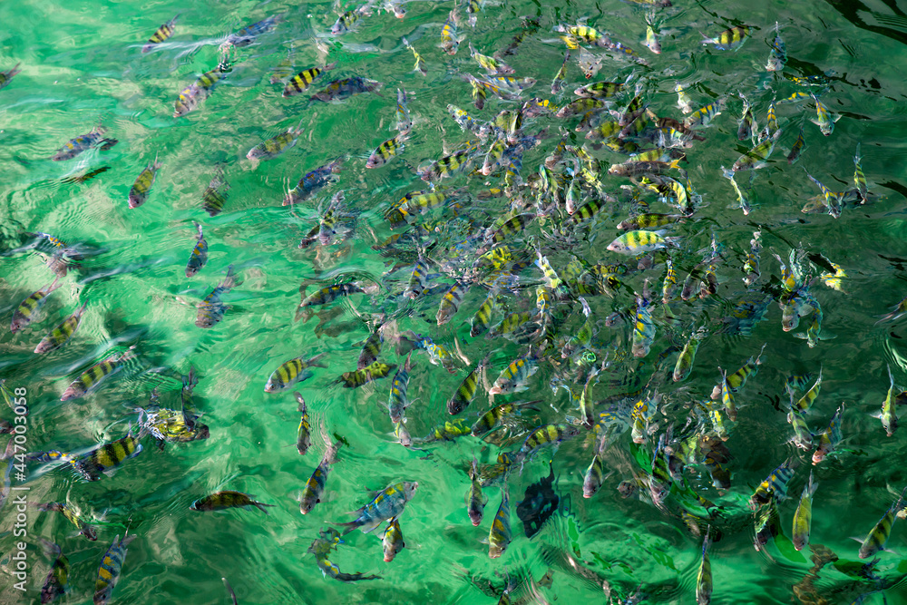 Tiger fishes in clean water awaiting feeding. Top view Stock Photo ...