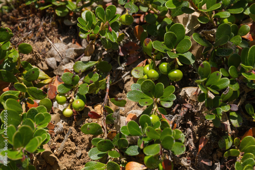 Planta de Gayuba Uva Ursi con los Frutos Verdes en verano Stock Photo ...