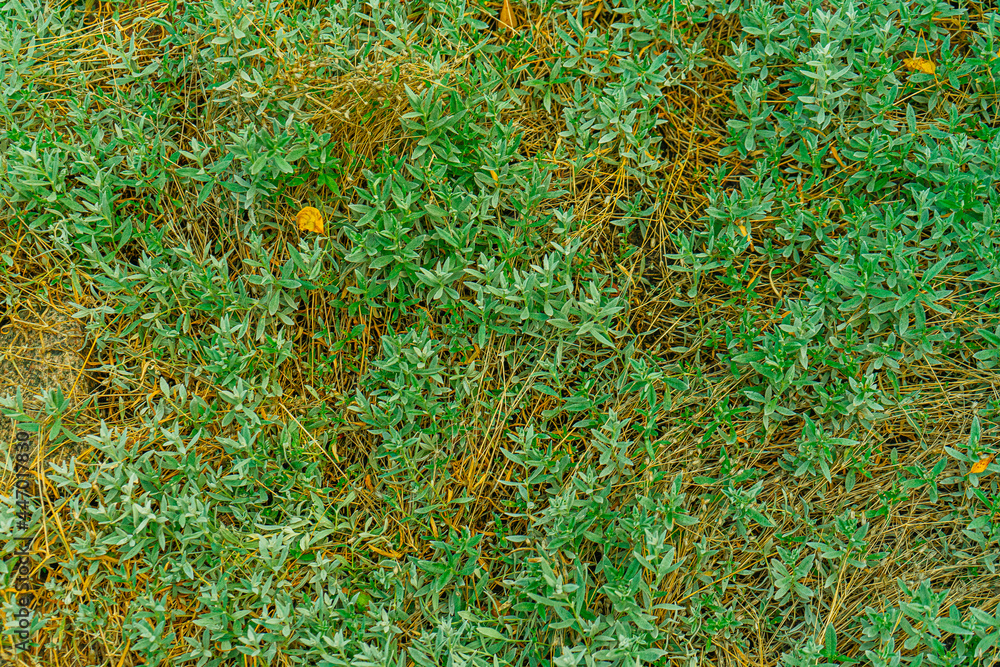 green bush texture for background themes Stock Photo | Adobe Stock