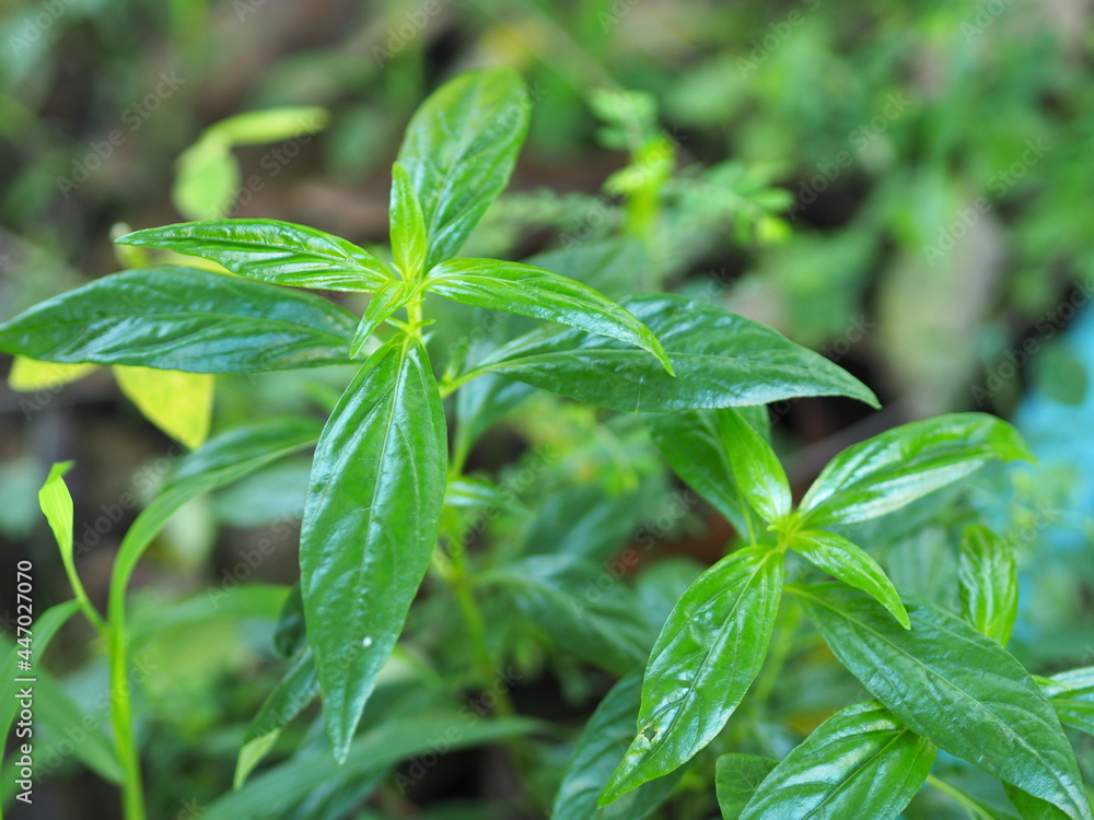 Thai herbs King of Bitter scientific name Andrographis paniculate Burm ...