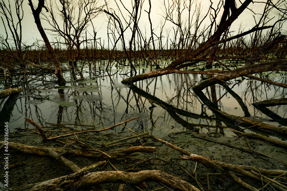 Dead tree in flooded forest. Environmental crisis from climate change ...