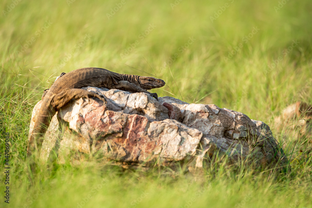 monitor lizard or bengal monitor or common indian monitor or varanus ...