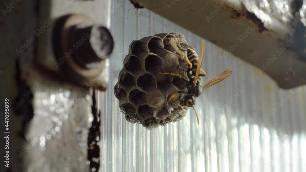 Close-up of wasp and its wasp's nest with cells and larvae. Stock Video ...
