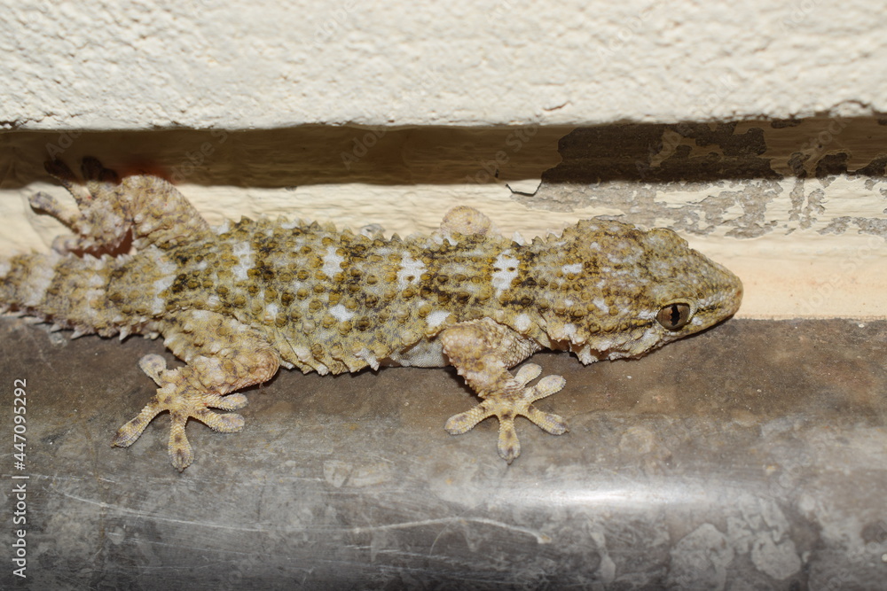 Moorish gecko, known also as Salamanquesa, crocodile gecko, European ...
