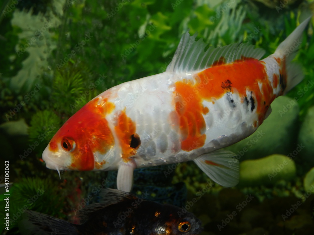 The beauty of goldfish makes the heart calm, makes the soul relax, Fish ...