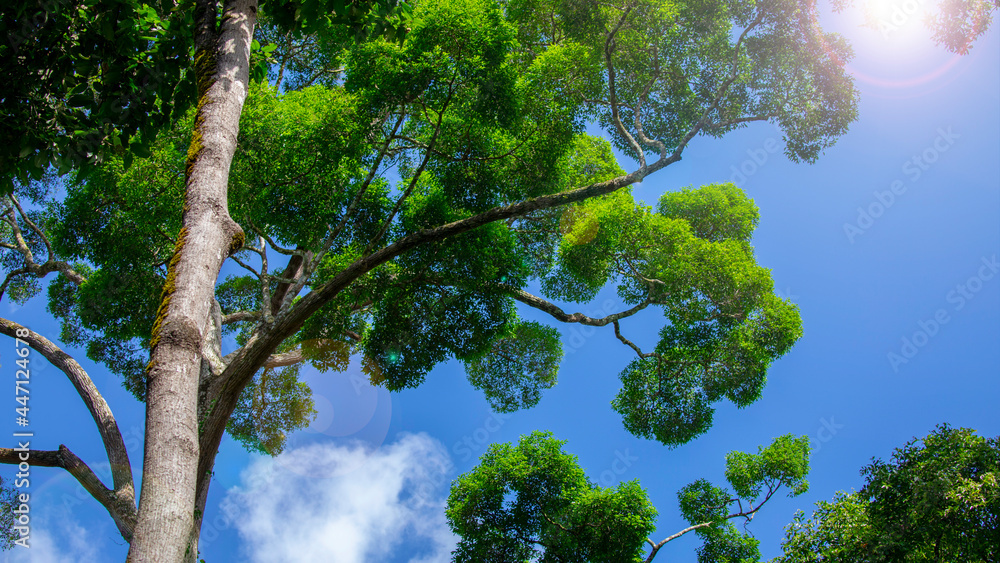 Southeast Asia, tourist attractions, Malaysia, Borneo, Sabah, Sandakan ...