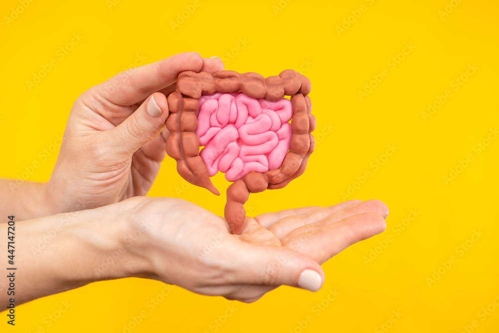 Gastrointestinal tract model. Concept - study of human digestive system ...
