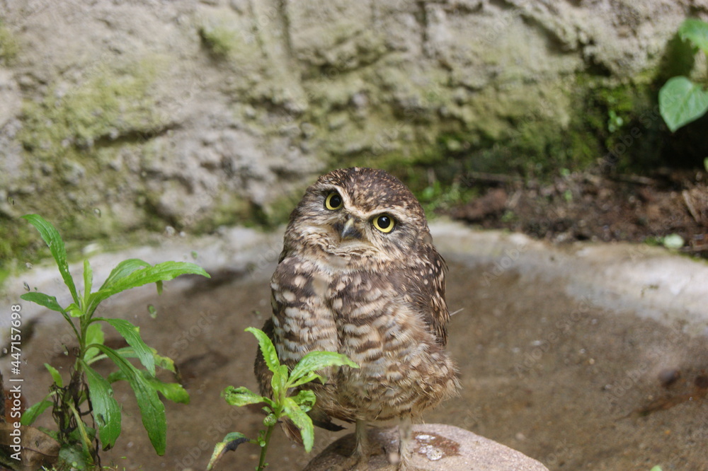 Foto de BÚHO TERRESTRE do Stock | Adobe Stock