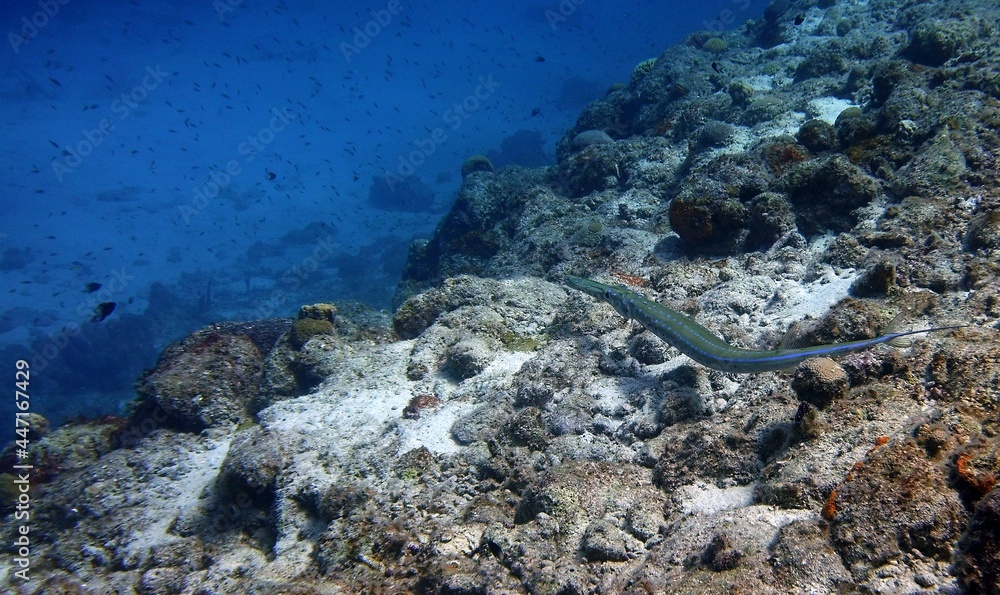 Underwater photo of a large Trumpetfish of a swimming on the bottom of ...