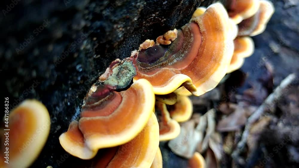 Orange mushrooms on a tree on a forest background, close-up. Stock ...