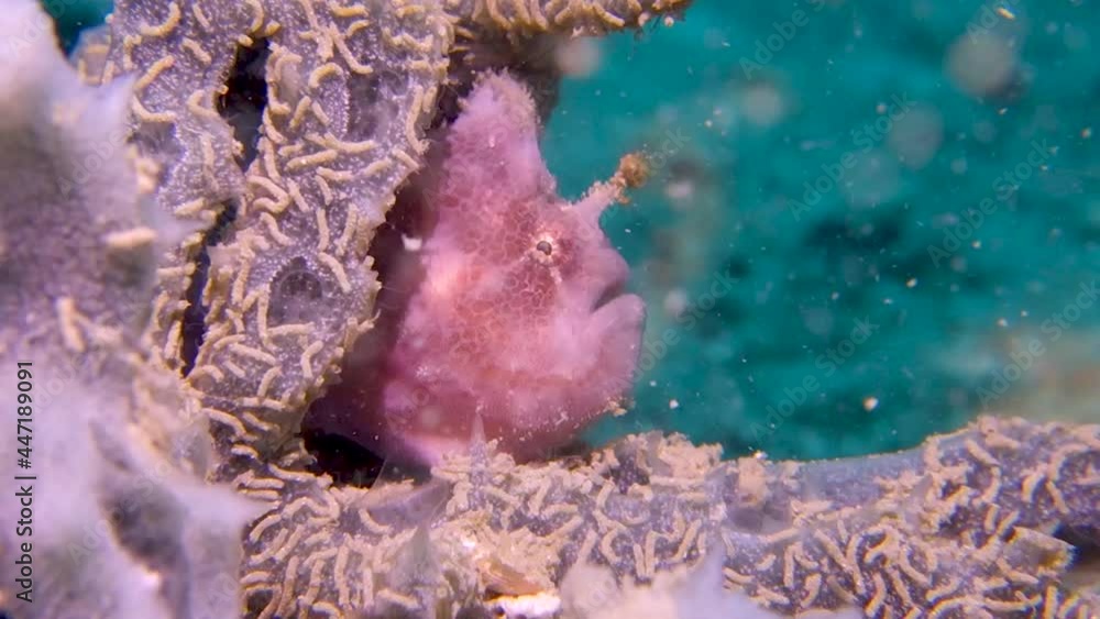 Spotfin Frogfish Ambush Predator Hides Inside Soft Coral Waiting Luring ...