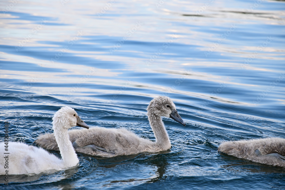Junge Schwan (Cygnus) Baby Nachwuchs schwimmen über eine See in Reihe ...