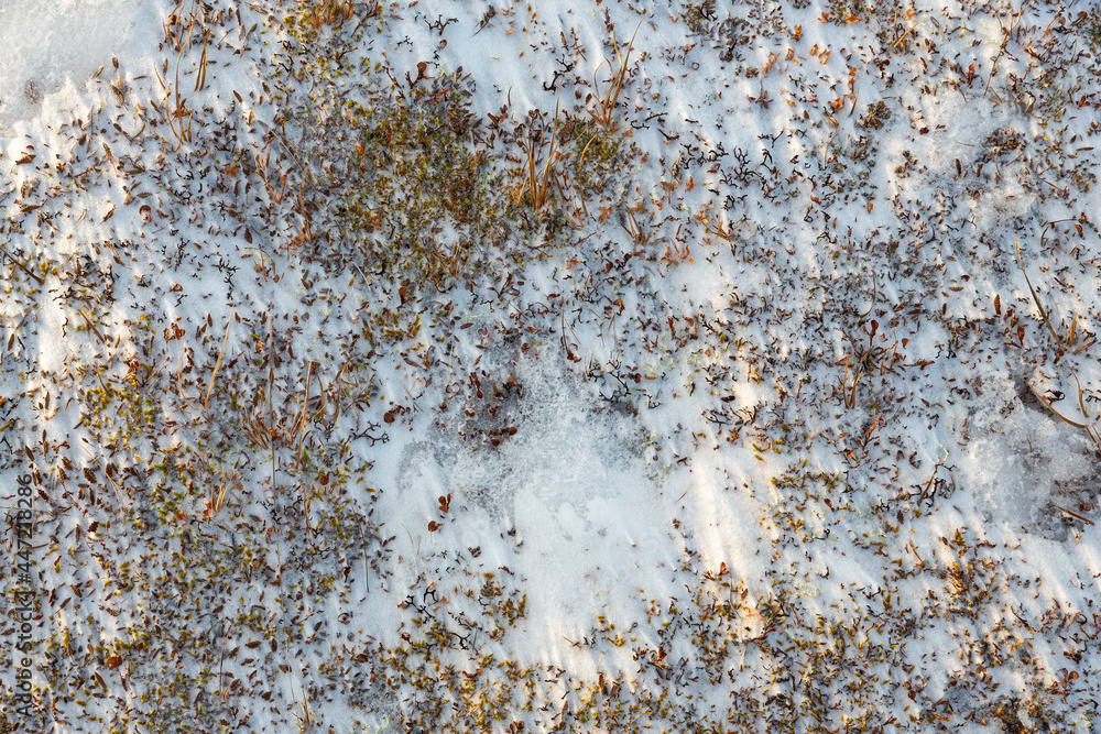 The frozen winter tundra in the Arctic. Moss, lichen and small plants among snow and ice in ...