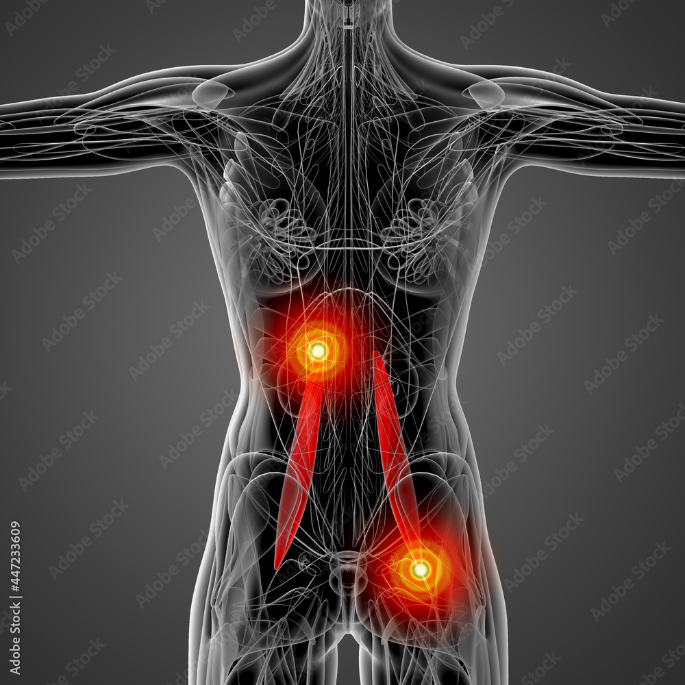 3d rendering medical illustration of the psoas major Stock Illustration ...