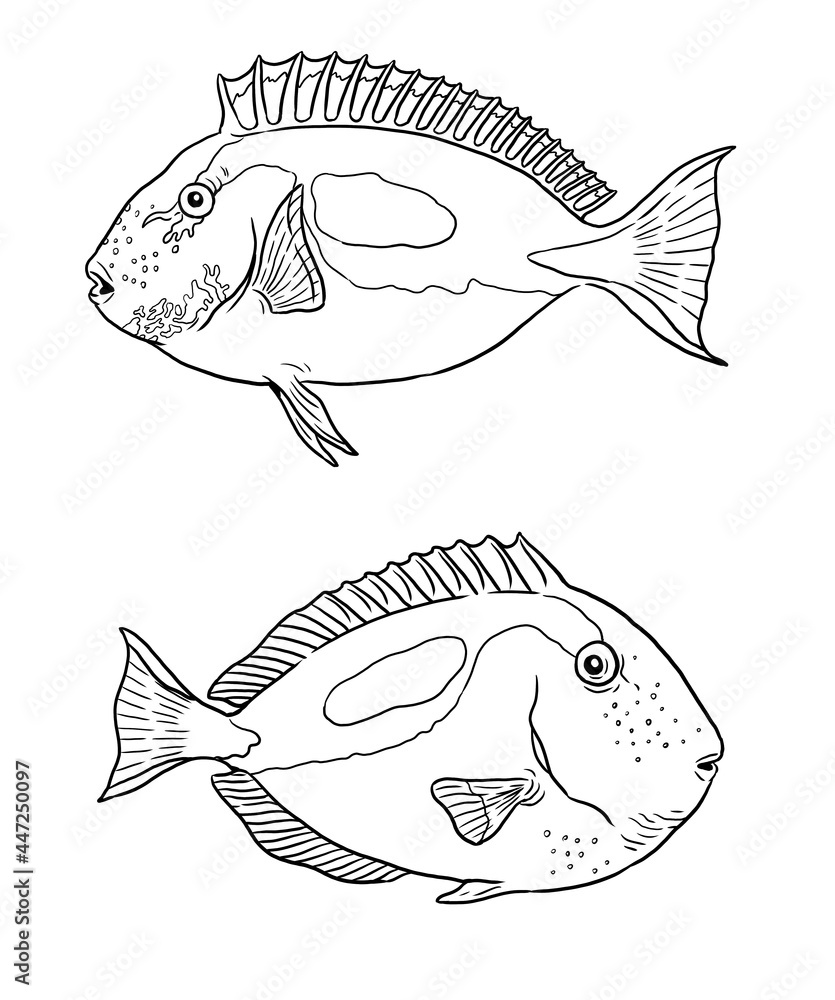 Tropical marine Surgeonfish in the aquarium and in nature. Colorful sea ...