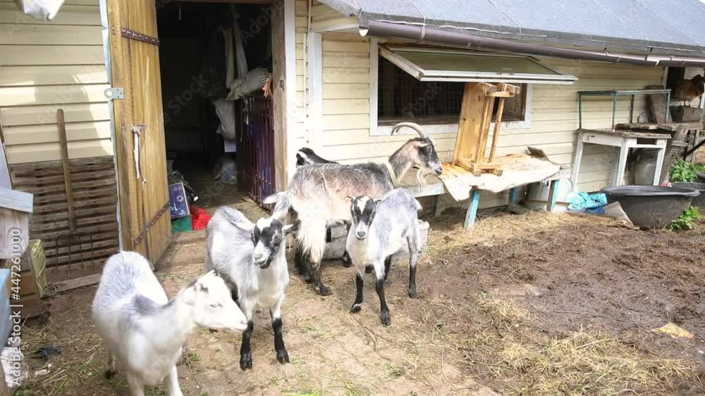 Cute free range goatling on organic natural eco animal farm freely ...