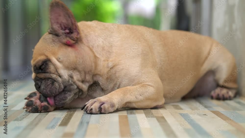 Itching French Bulldog with skin disease, rash and allergy. Stock ビデオ ...